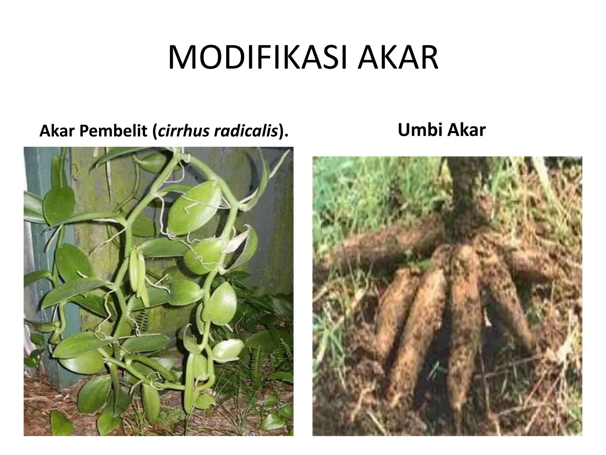 Fungsi Organ Tumbuhan | PPTX