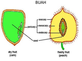 Fungsi Organ Tumbuhan | PPTX