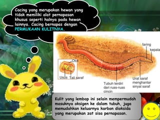 Ppt ipa kelas 5 alat pernapasan manusia dan hewan | PPTX