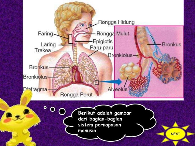Ppt ipa kelas 5 alat pernapasan manusia dan hewan | PPTX