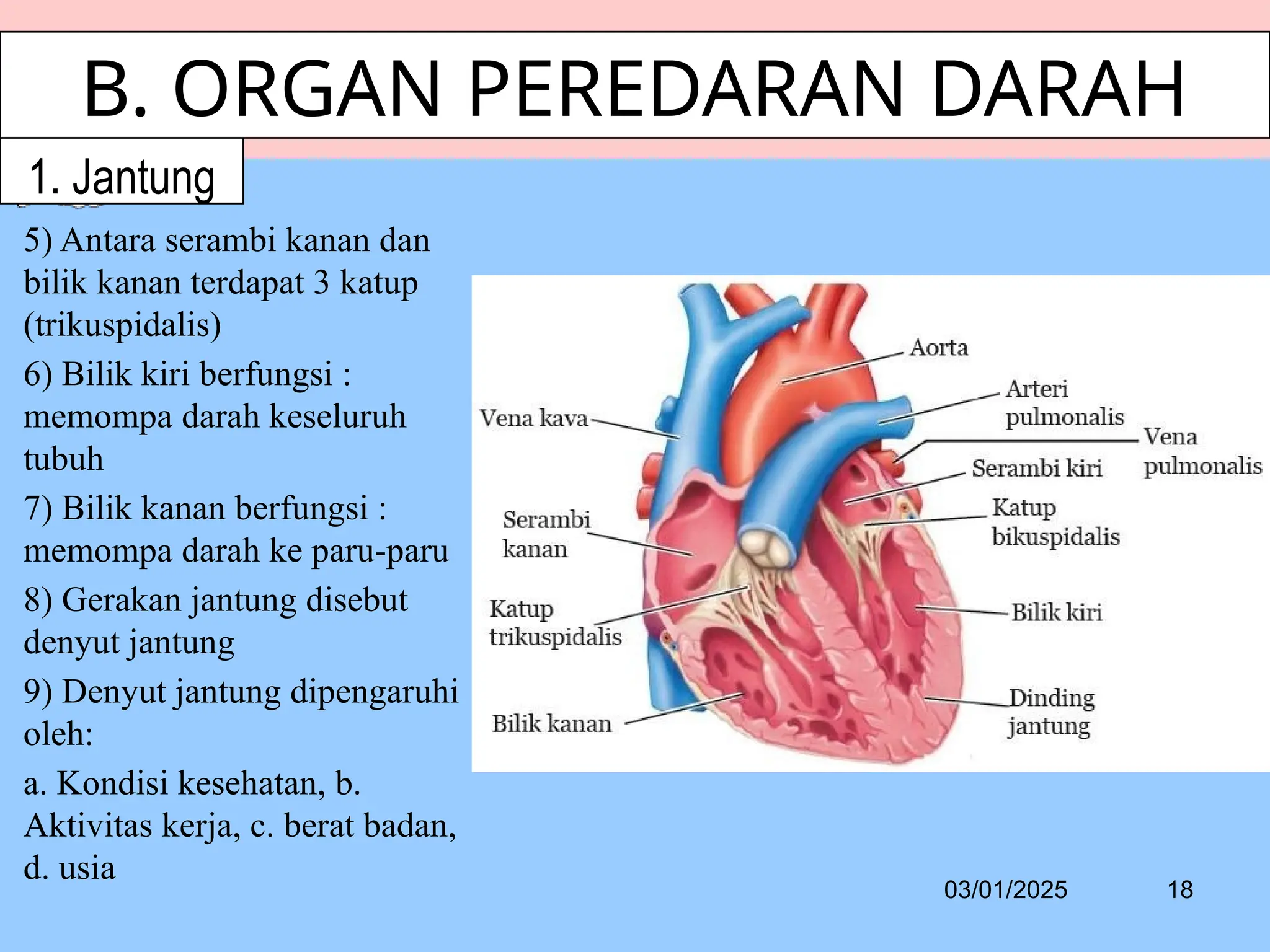 PPT SISTEM PEREDARAN DARAH MANUSIA KELAS 8 | PPTX