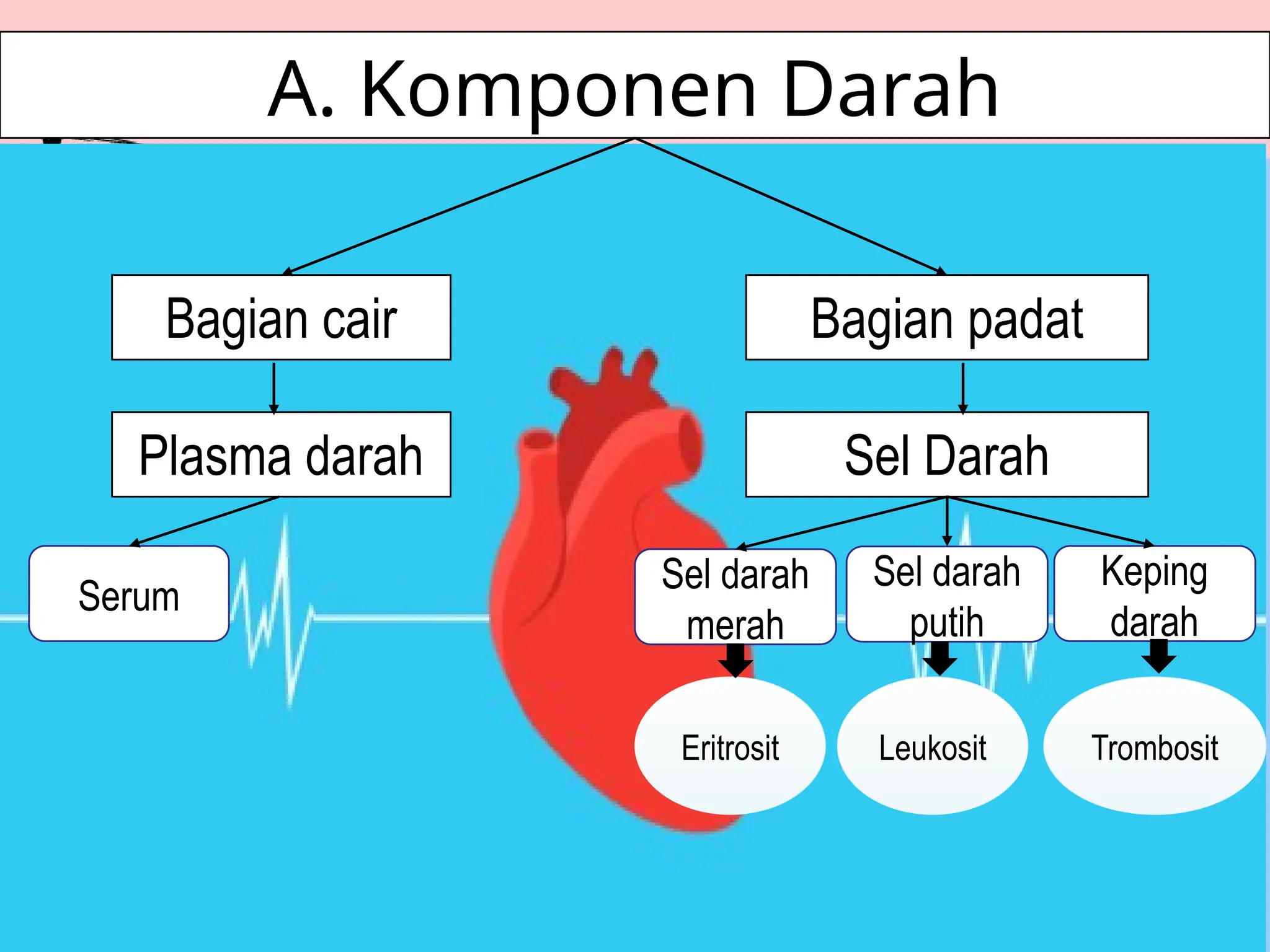 PPT SISTEM PEREDARAN DARAH MANUSIA KELAS 8 | PPTX