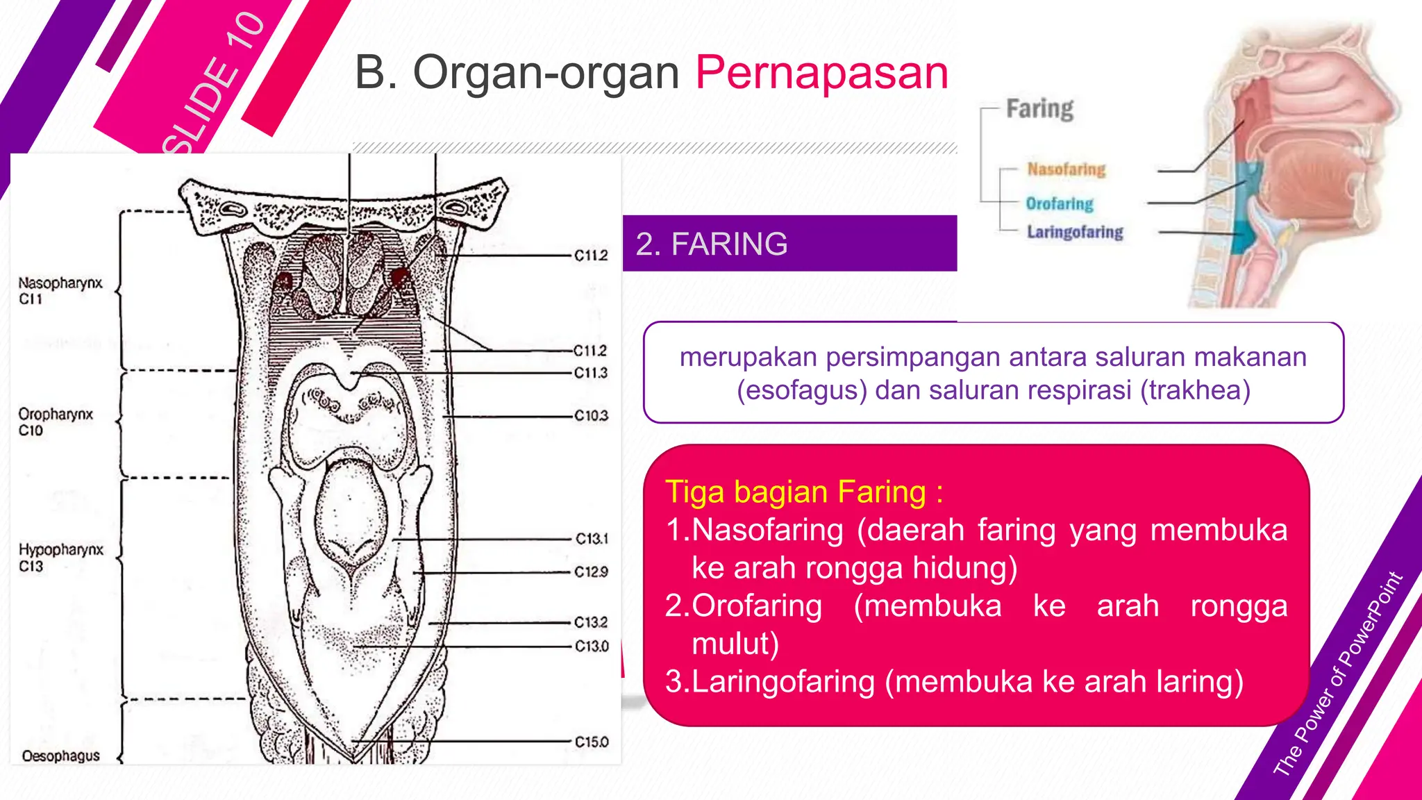 PPT IPA KELAS 8_BAB 9_SISTEM PERNAPASAN MANUSIA - Copy.pptx