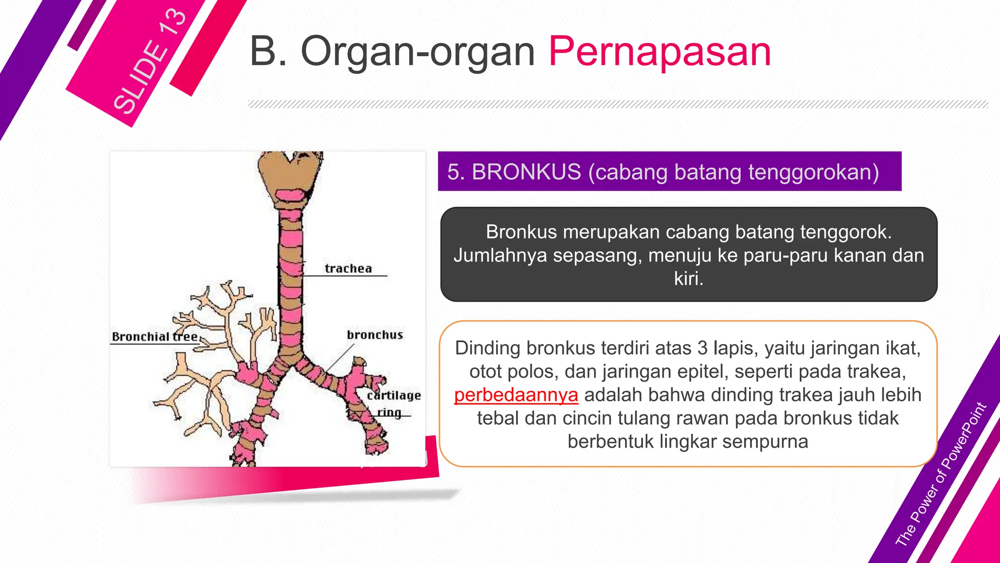 PPT IPA KELAS 8_BAB 9_SISTEM PERNAPASAN MANUSIA - Copy.pptx