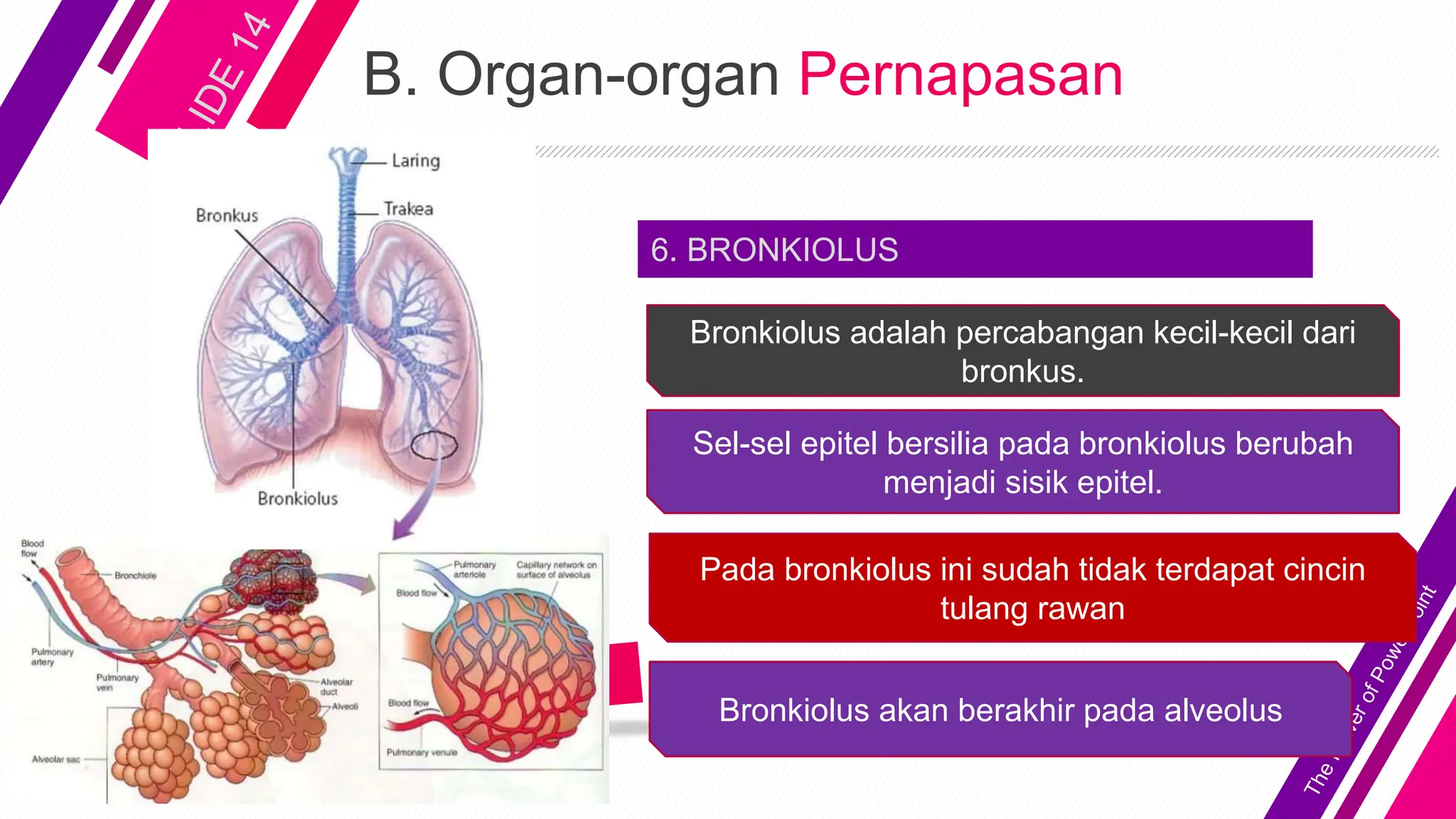 PPT IPA KELAS 8_BAB 9_SISTEM PERNAPASAN MANUSIA - Copy.pptx