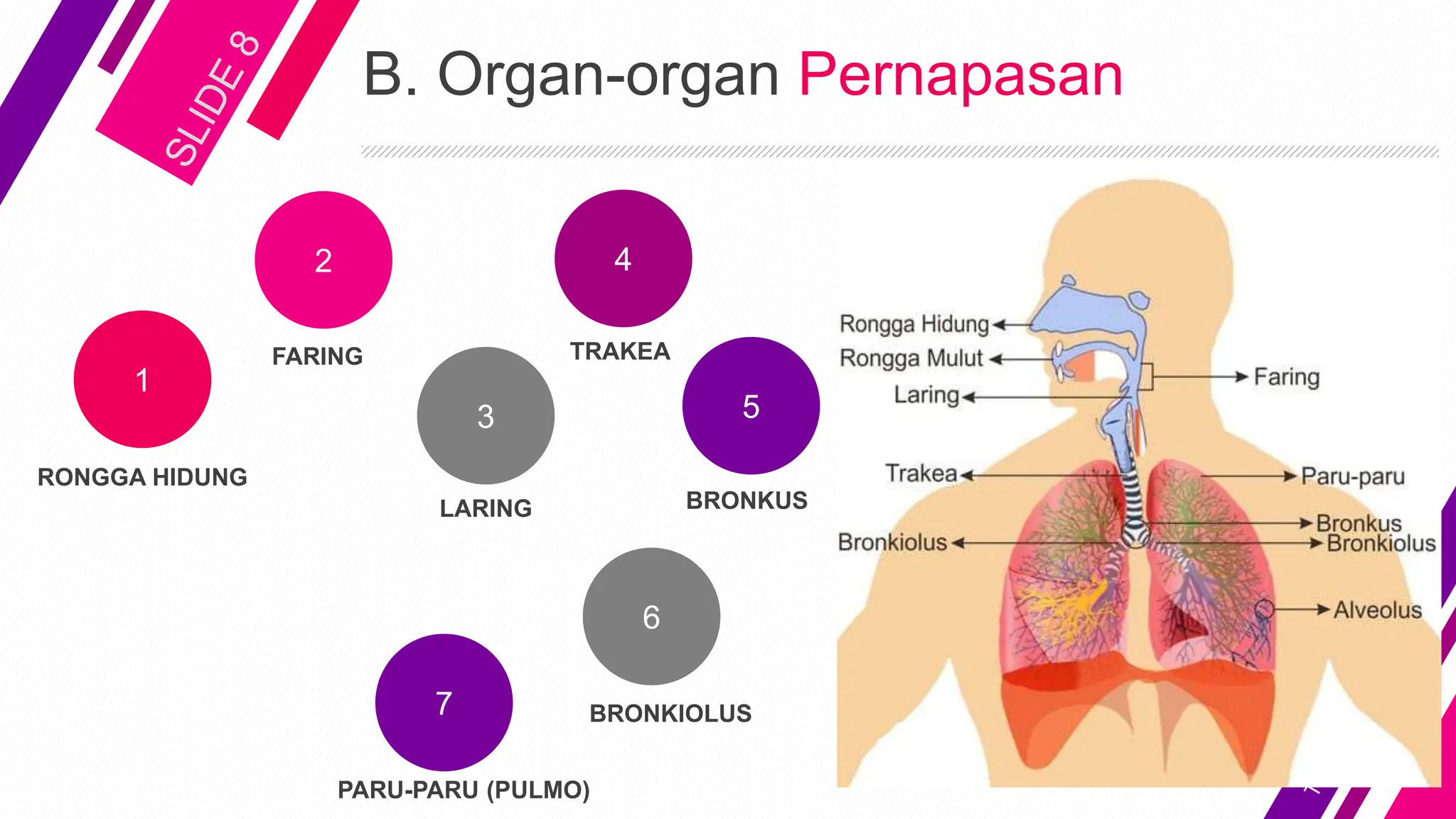 PPT IPA KELAS 8_BAB 9_SISTEM PERNAPASAN MANUSIA - Copy.pptx