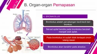PPT IPA KELAS 8_BAB 9_SISTEM PERNAPASAN MANUSIA - Copy.pptx