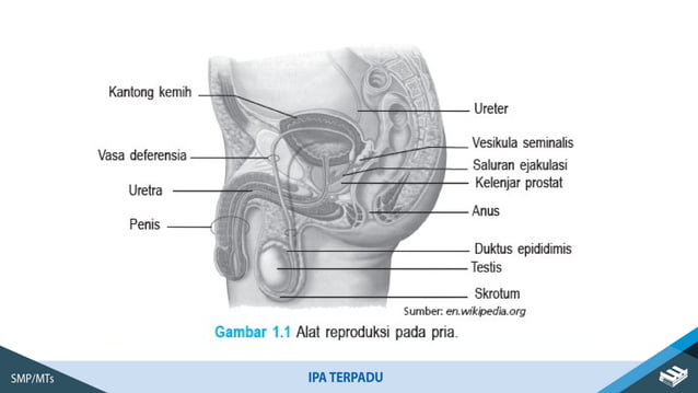 PPT IPA Kelas 9 reproduksi manusia.pptx