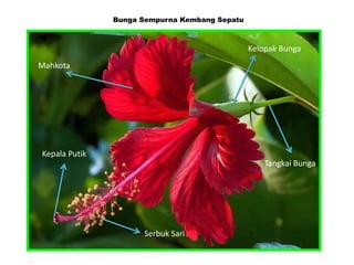 Bunga Sempurna Kembang Sepatu | PPT