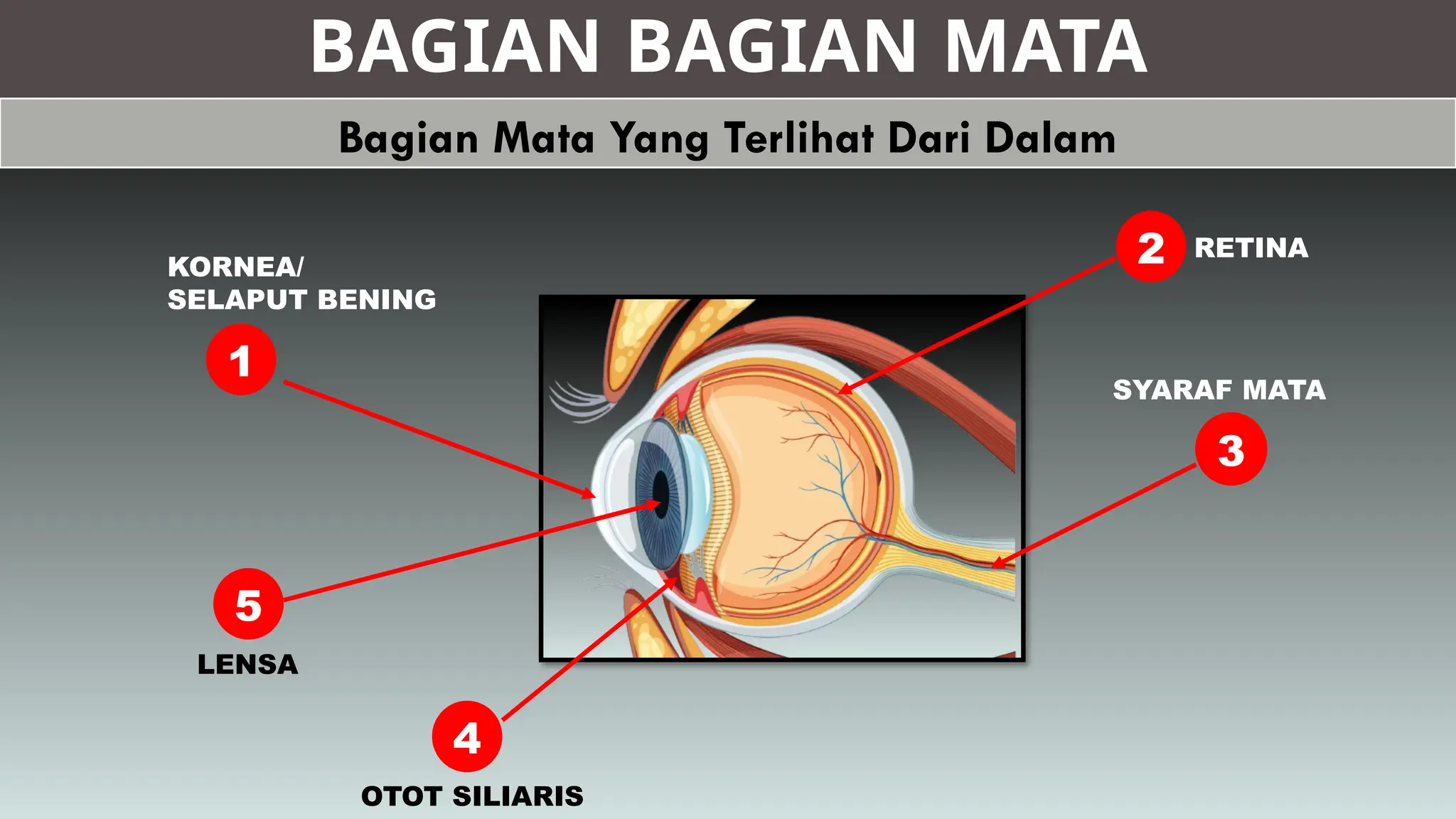 PPT IPAS 5 Organ Mata dan kegunaanya.pptx