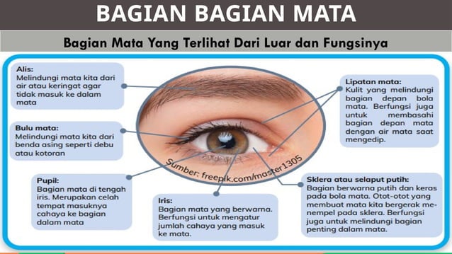 PPT IPAS 5 Organ Mata dan kegunaanya.pptx