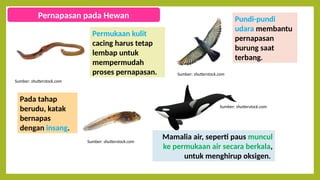 PPT IPA TEMA 2 SB 1 (ORGAN PERNAPASAN HEWAN DAN MANUSIA) 2.pptx