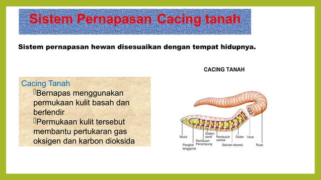 PPT IPA TEMA 2 SB 1 (ORGAN PERNAPASAN HEWAN DAN MANUSIA) 2.pptx