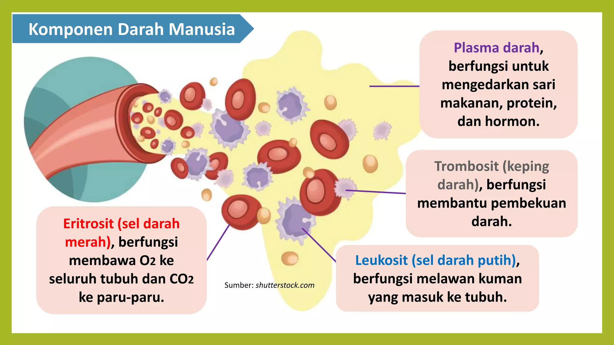 PPT IPA TEMA 4 SB 1 (PEREDARAN DARAH) HENI (1).pptx
