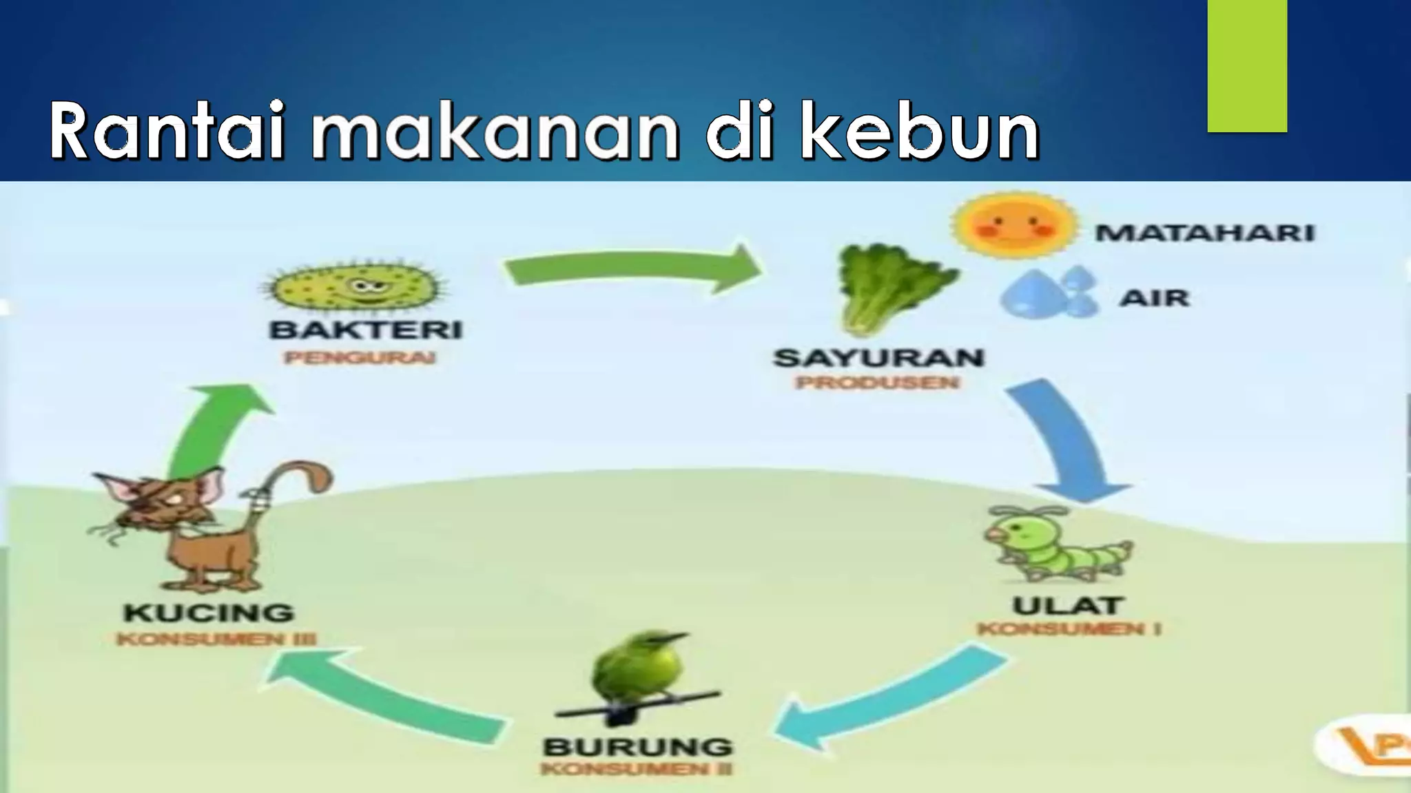 PPT IPA Tema 5 (Rantai makanan dan Jaring-jaring makanan) Kelas 5.pptx