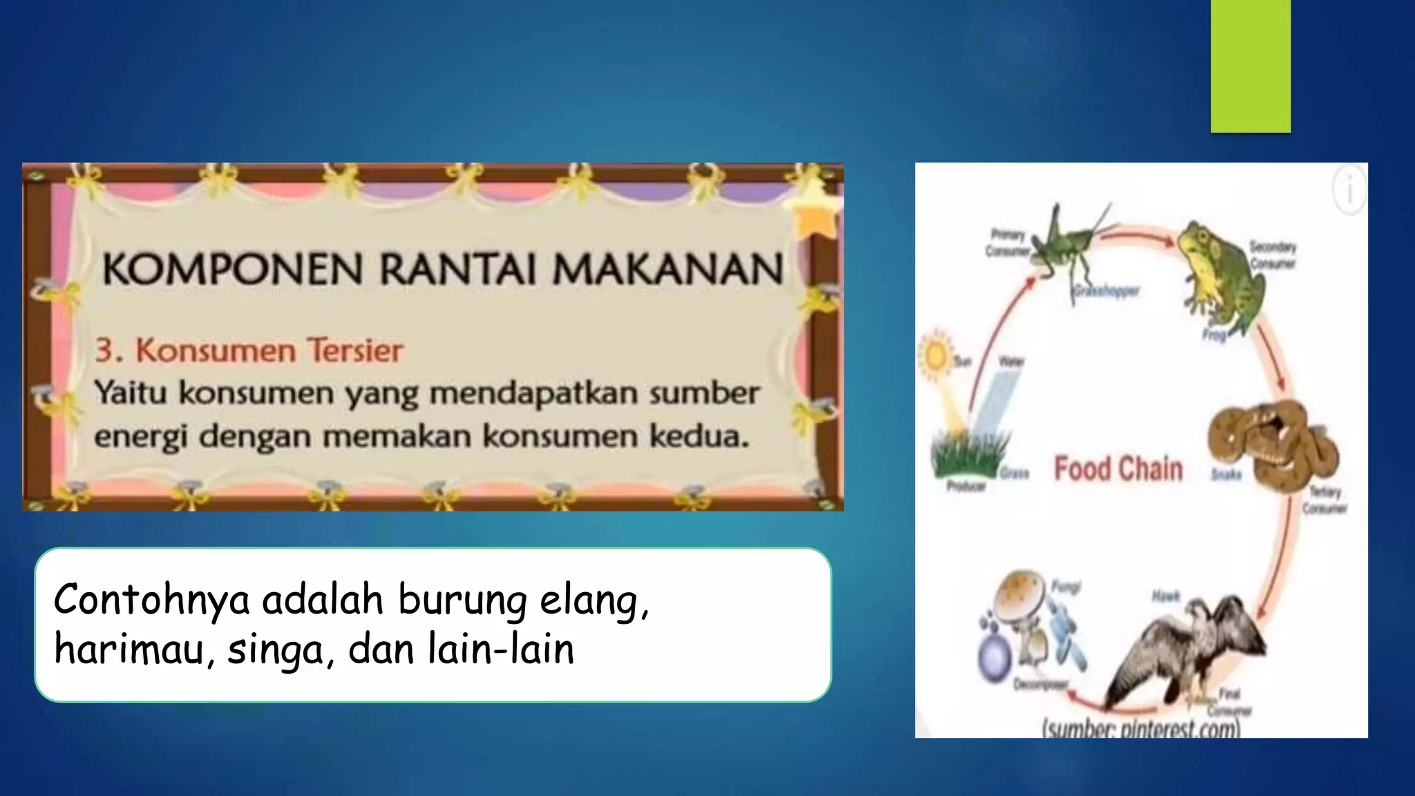 PPT IPA Tema 5 (Rantai makanan dan Jaring-jaring makanan) Kelas 5.pptx