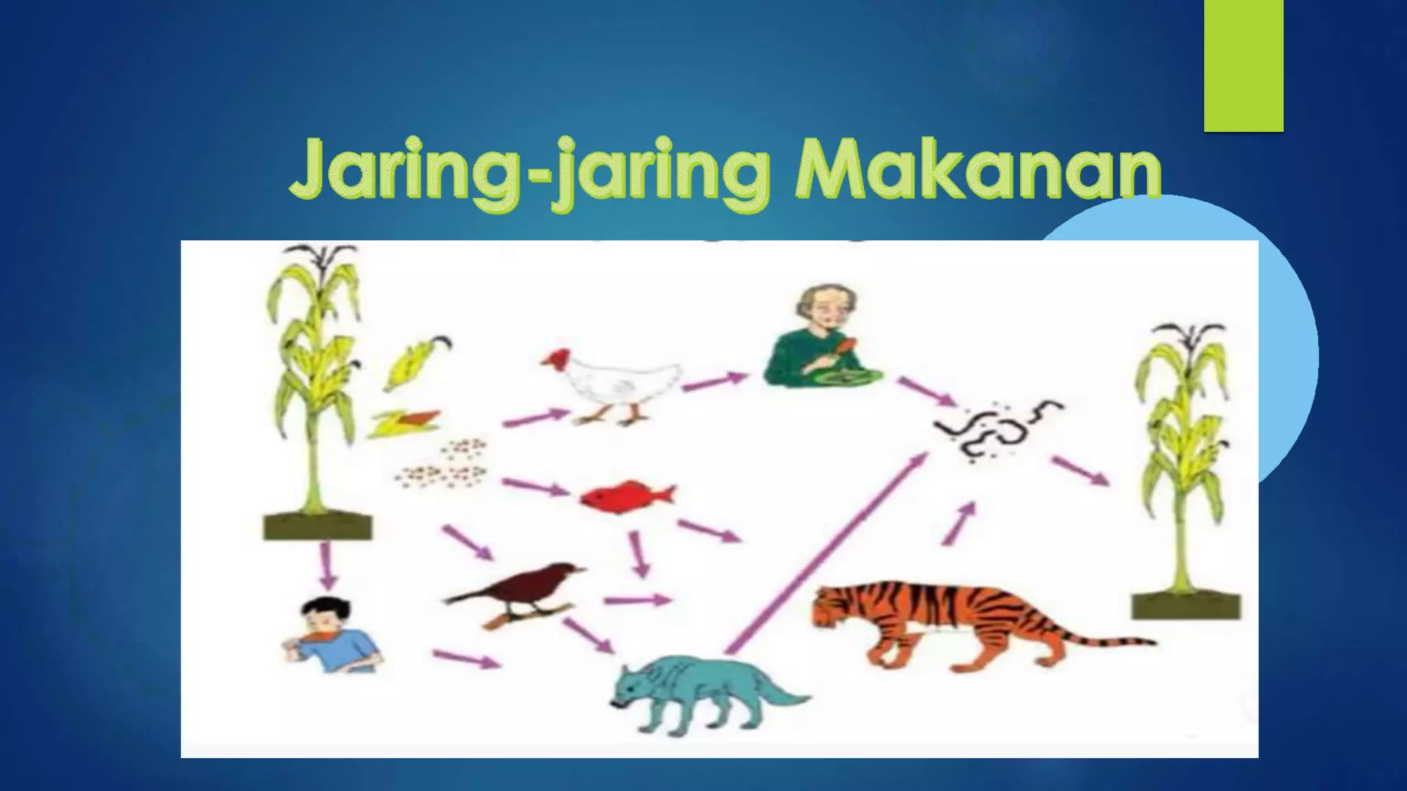 PPT IPA Tema 5 (Rantai makanan dan Jaring-jaring makanan) Kelas 5.pptx