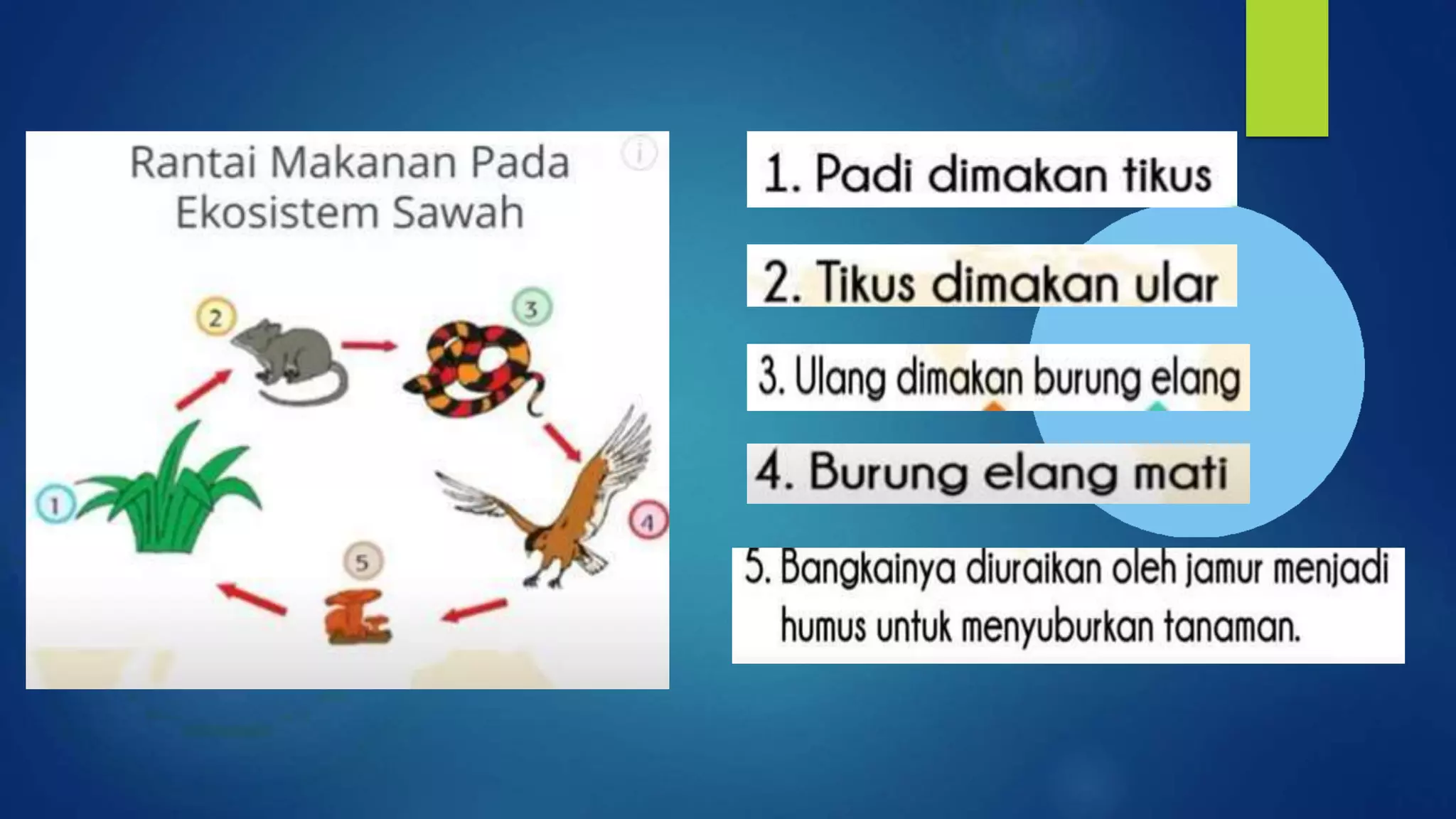 PPT IPA Tema 5 (Rantai makanan dan Jaring-jaring makanan) Kelas 5.pptx