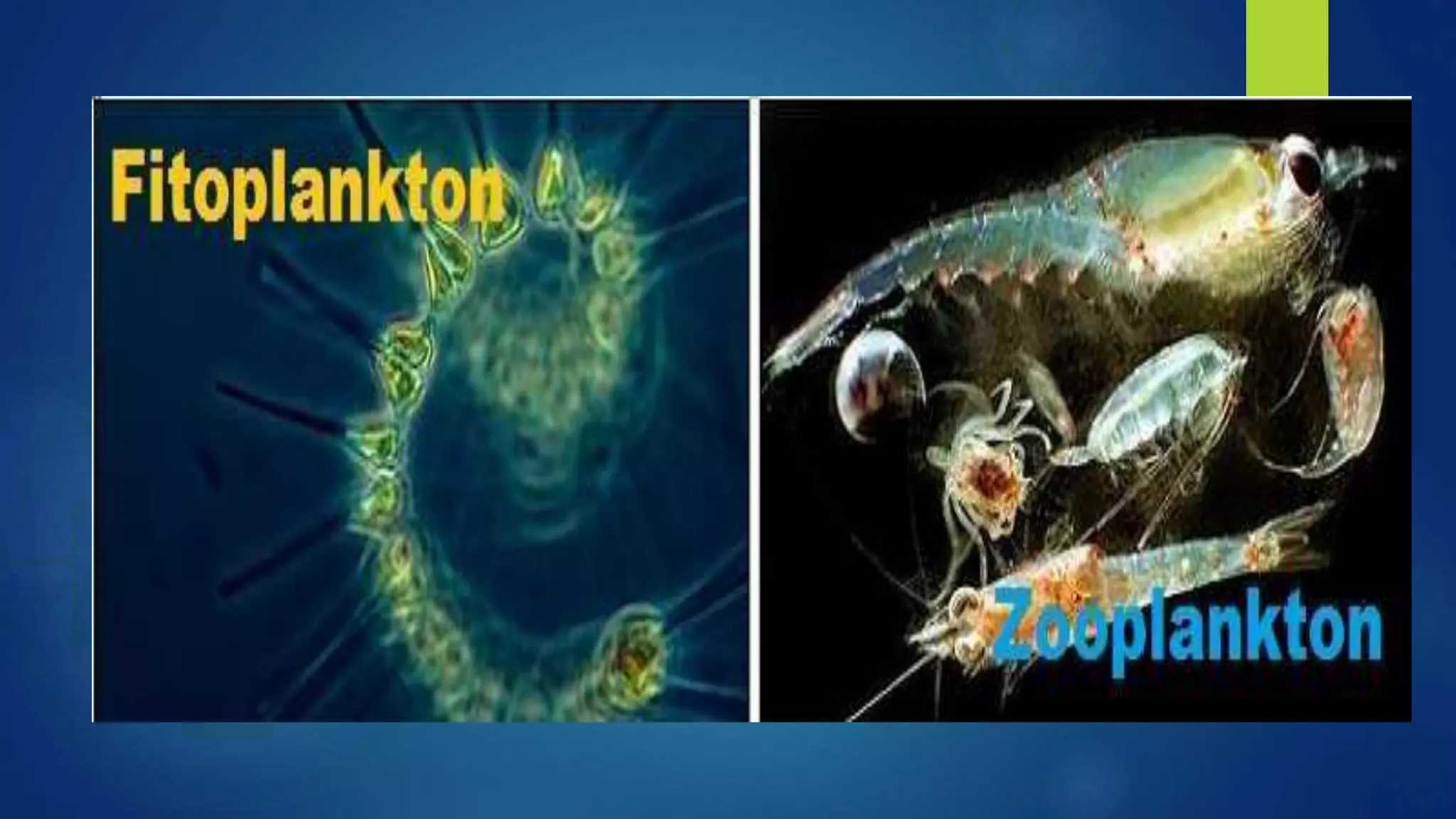 PPT IPA Tema 5 (Rantai makanan dan Jaring-jaring makanan) Kelas 5.pptx