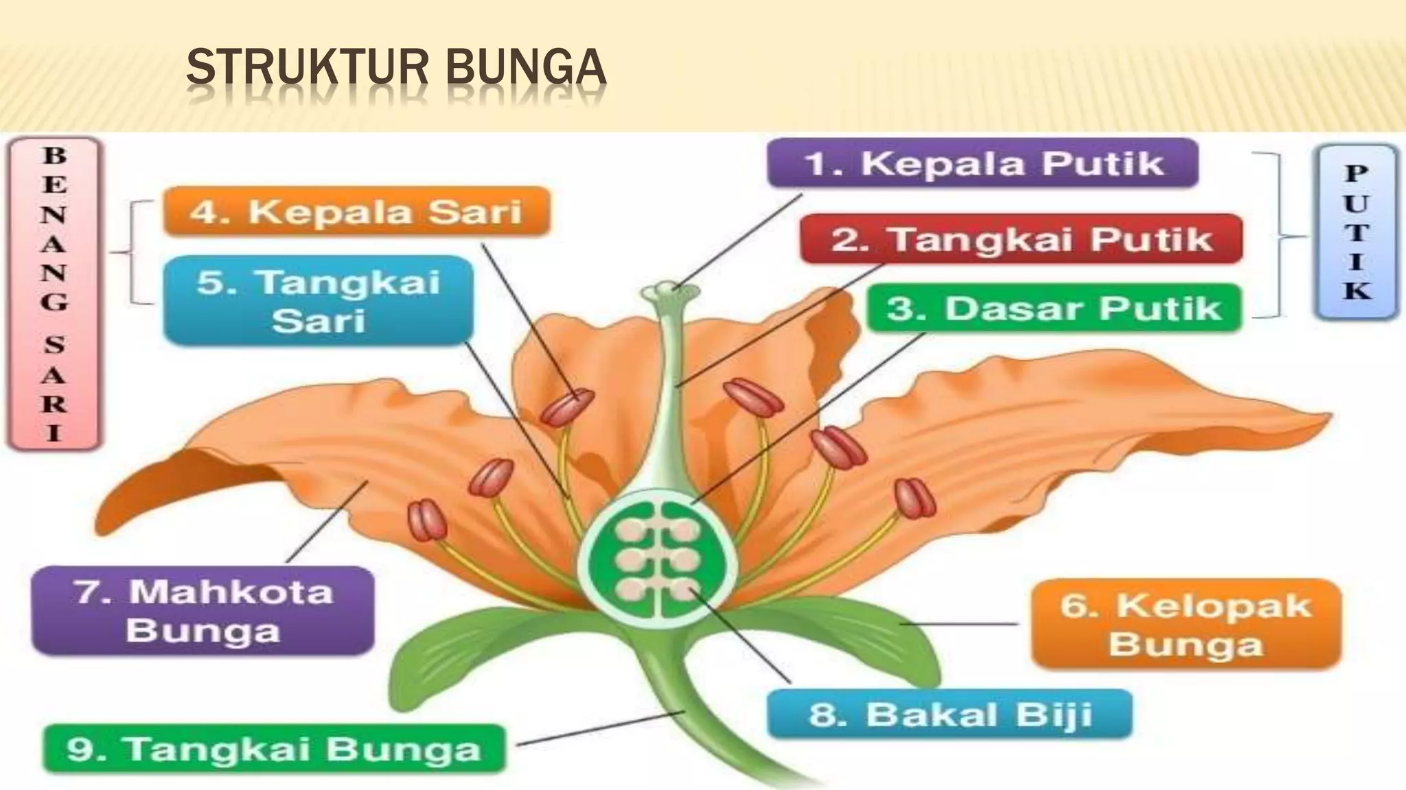 Reproduksi Tumbuhan | PPTX