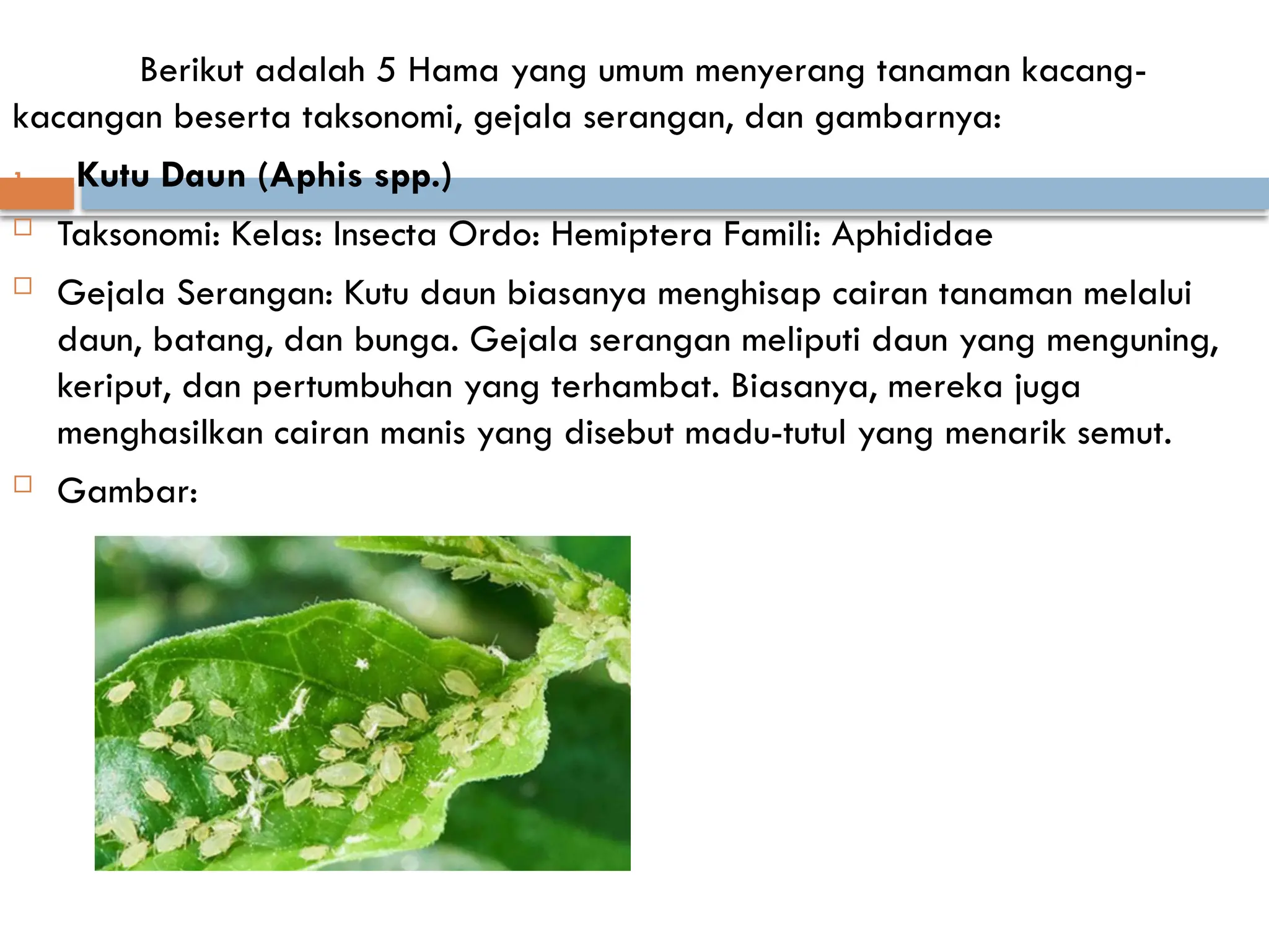ppt ira hama dan penyak tanaman horti.pptx