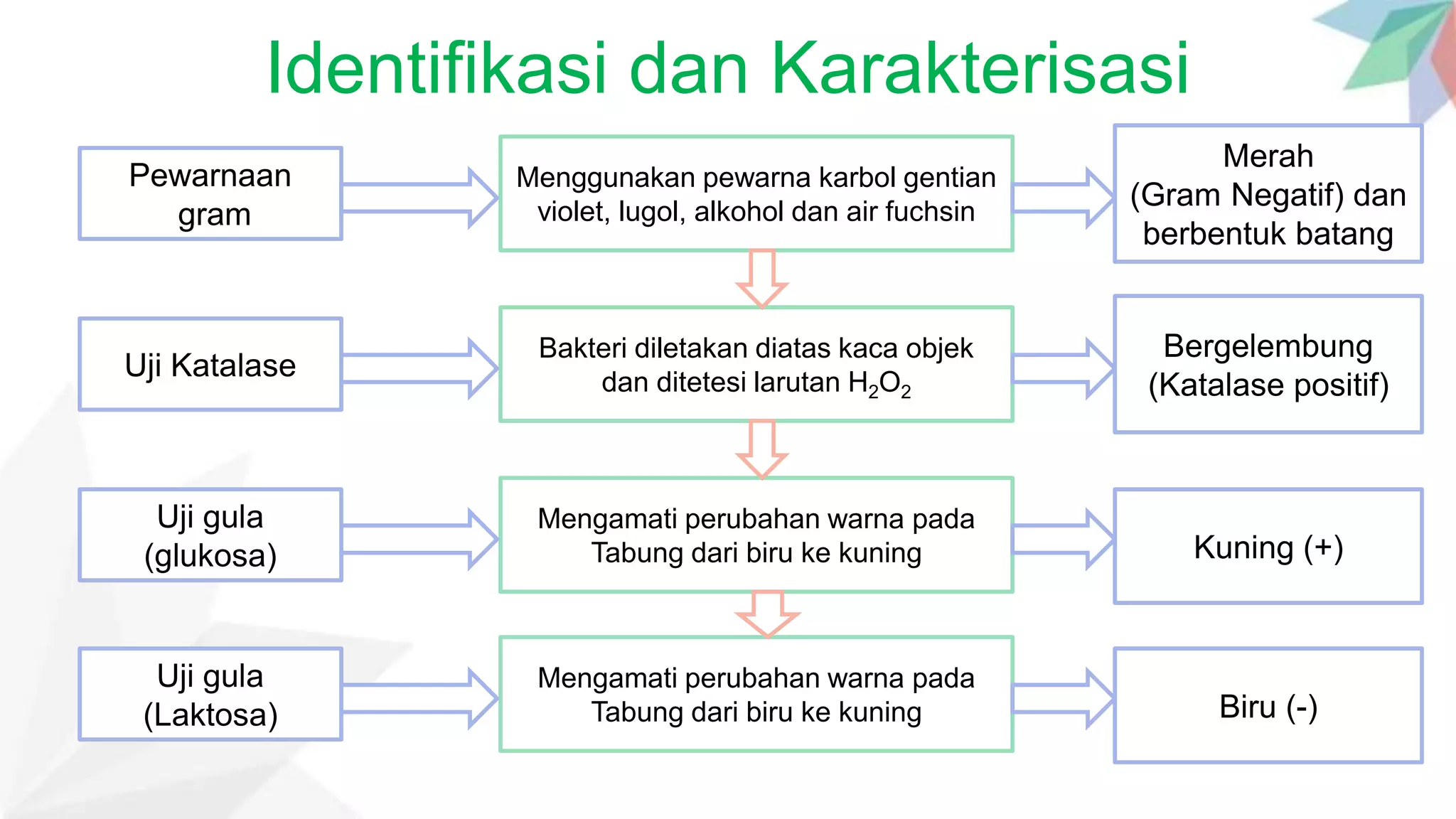 Isolasi Bakteri | PPTX