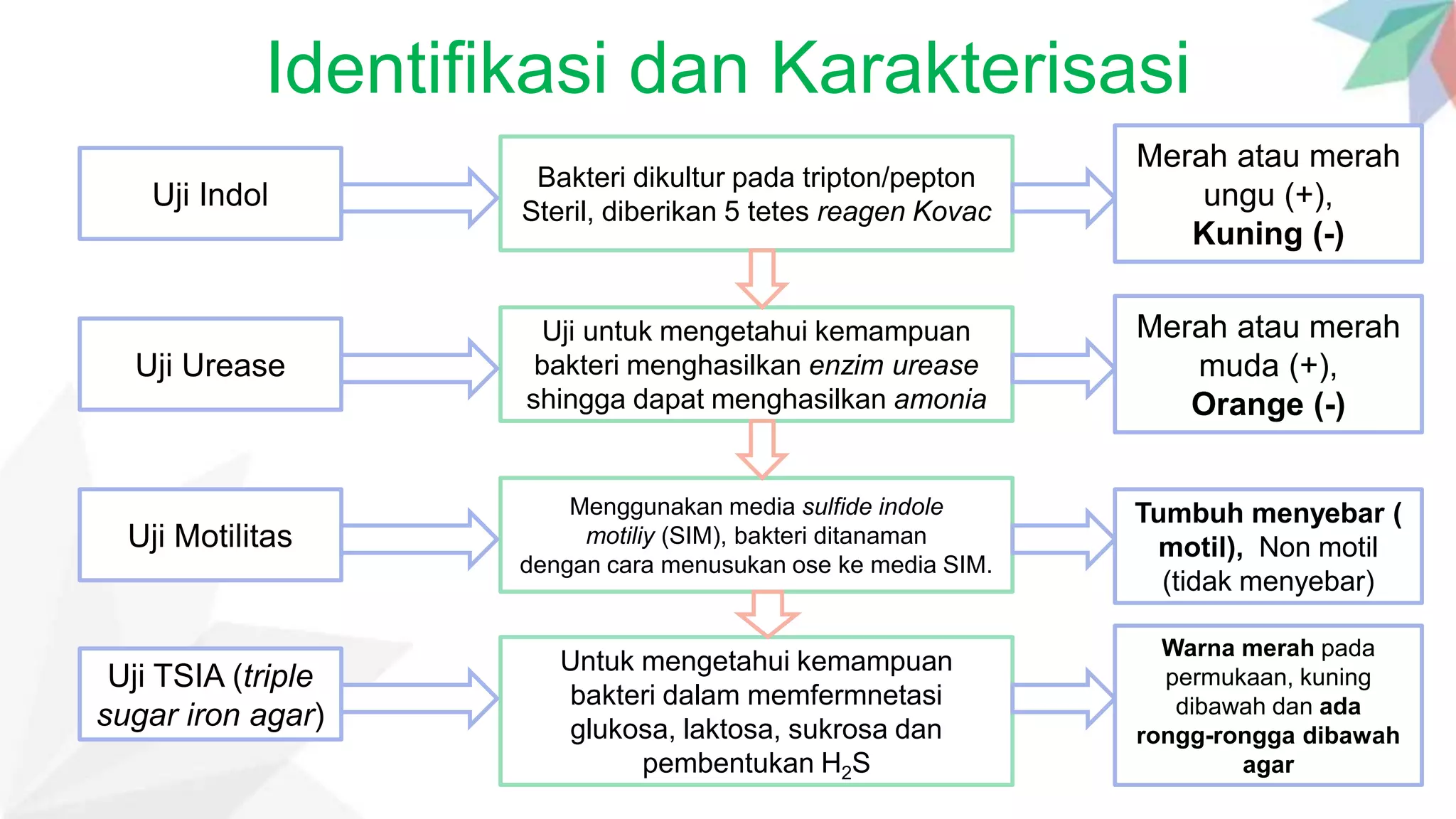 Isolasi Bakteri | PPTX