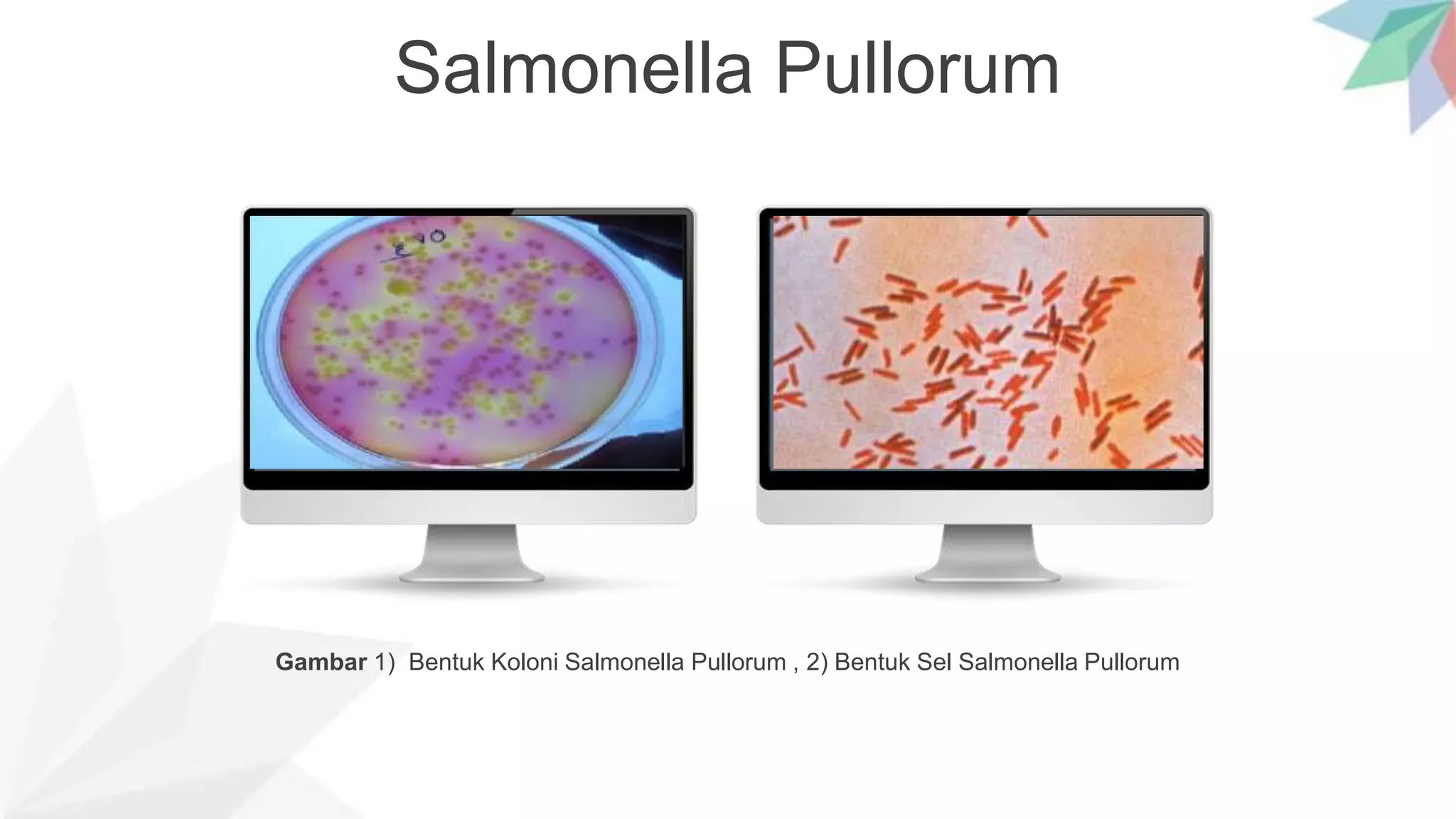 Isolasi Bakteri | PPTX