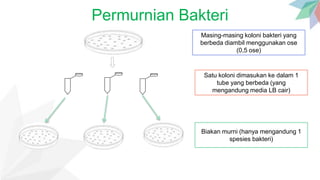 Isolasi Bakteri | PPTX