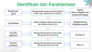Isolasi Bakteri | PPTX