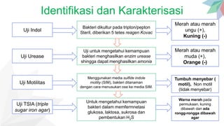 Isolasi Bakteri | PPTX