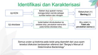 Isolasi Bakteri | PPTX
