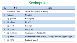 Isolasi Bakteri | PPTX
