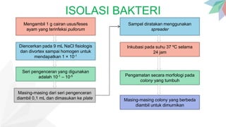 Isolasi Bakteri | PPTX