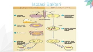 Isolasi Bakteri | PPTX