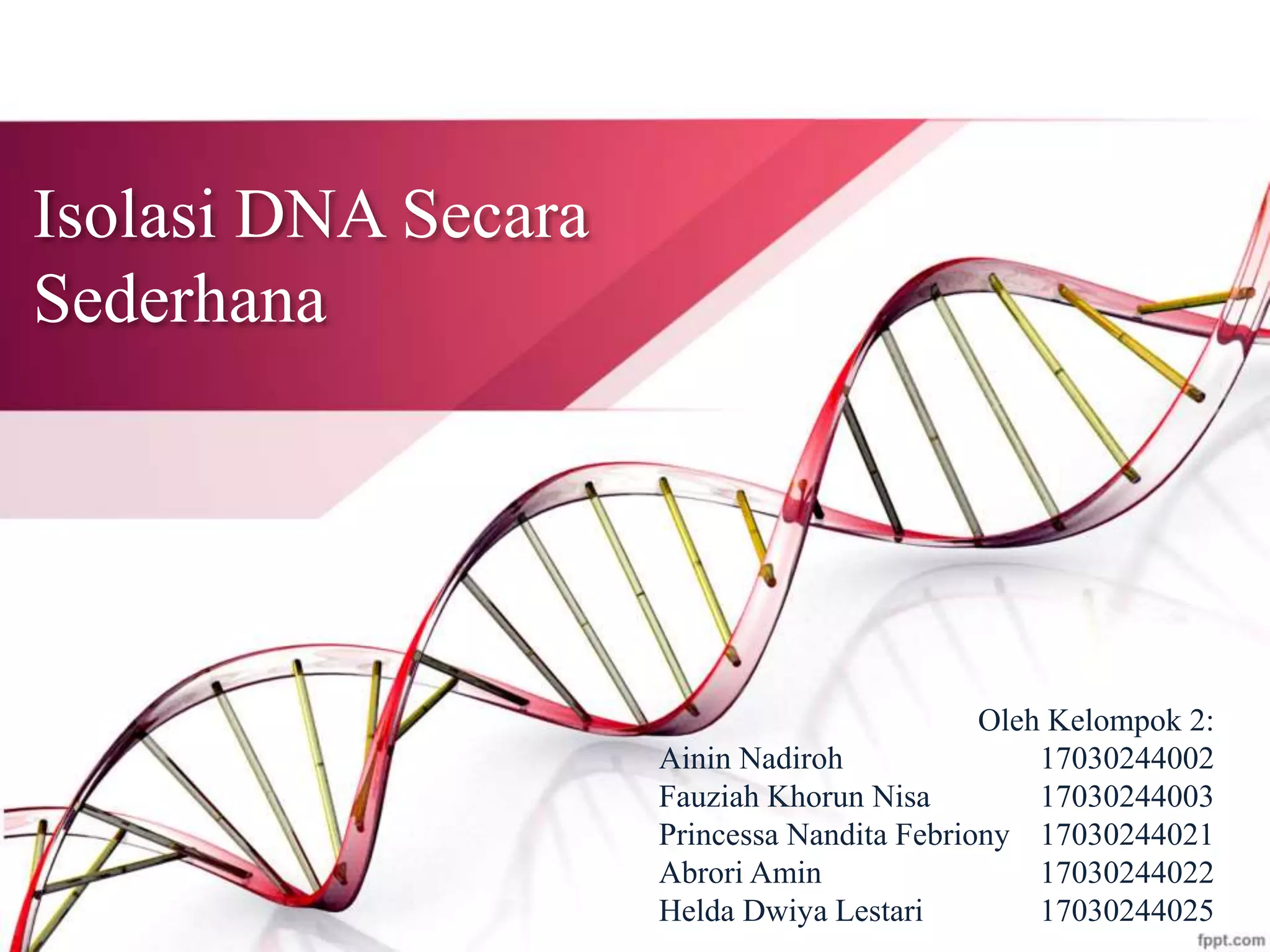 PPT Genetika: Isolasi DNA Secara Sederhana | PPTX