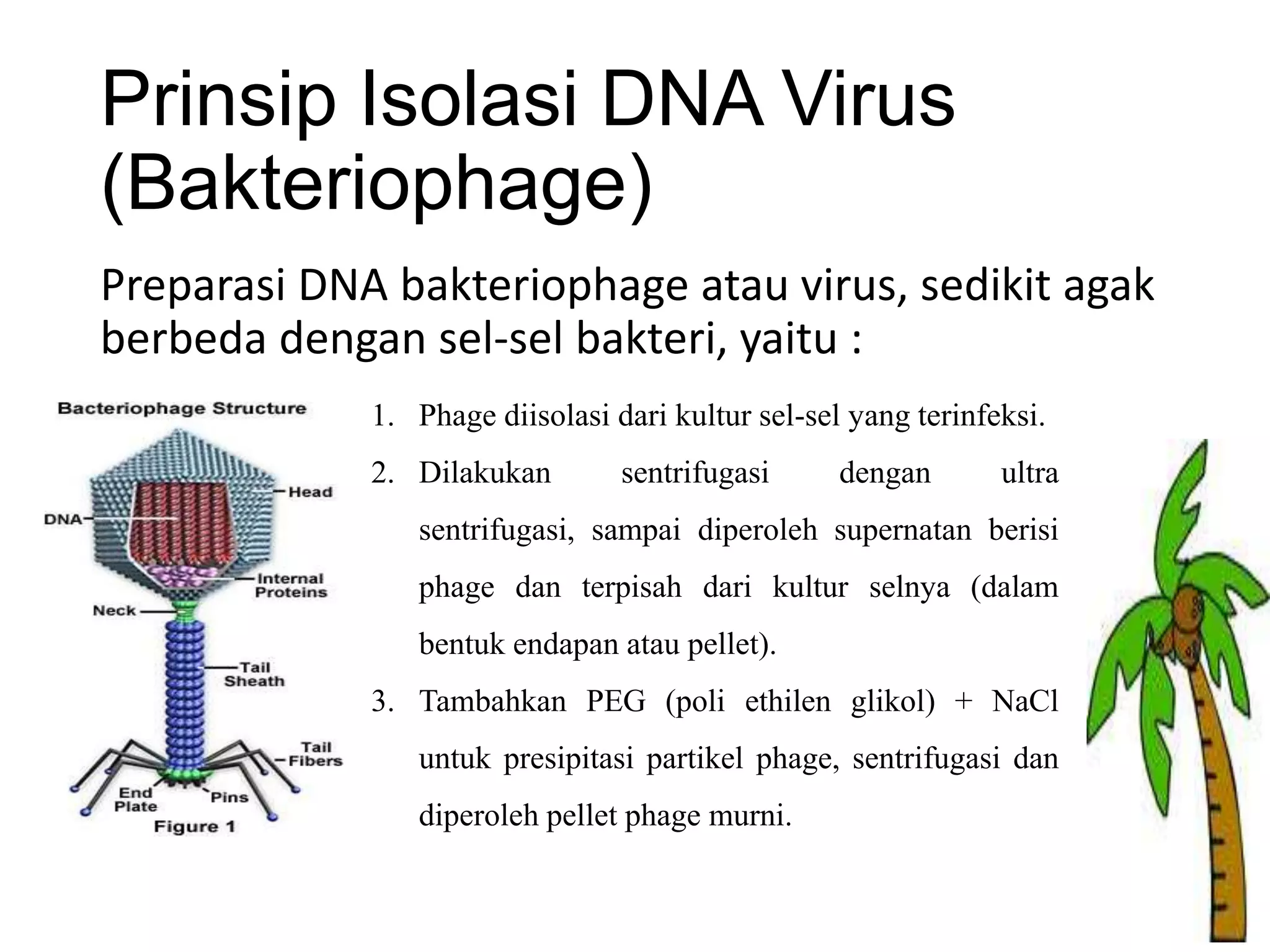 Isolasi DNA dan RNA dari mikroba | PPTX