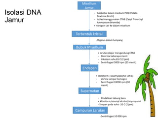 Isolasi DNA dan RNA dari mikroba | PPTX