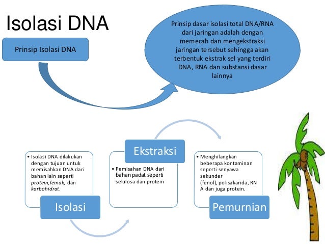 Isolasi Dna Dan Rna Dari Mikroba
