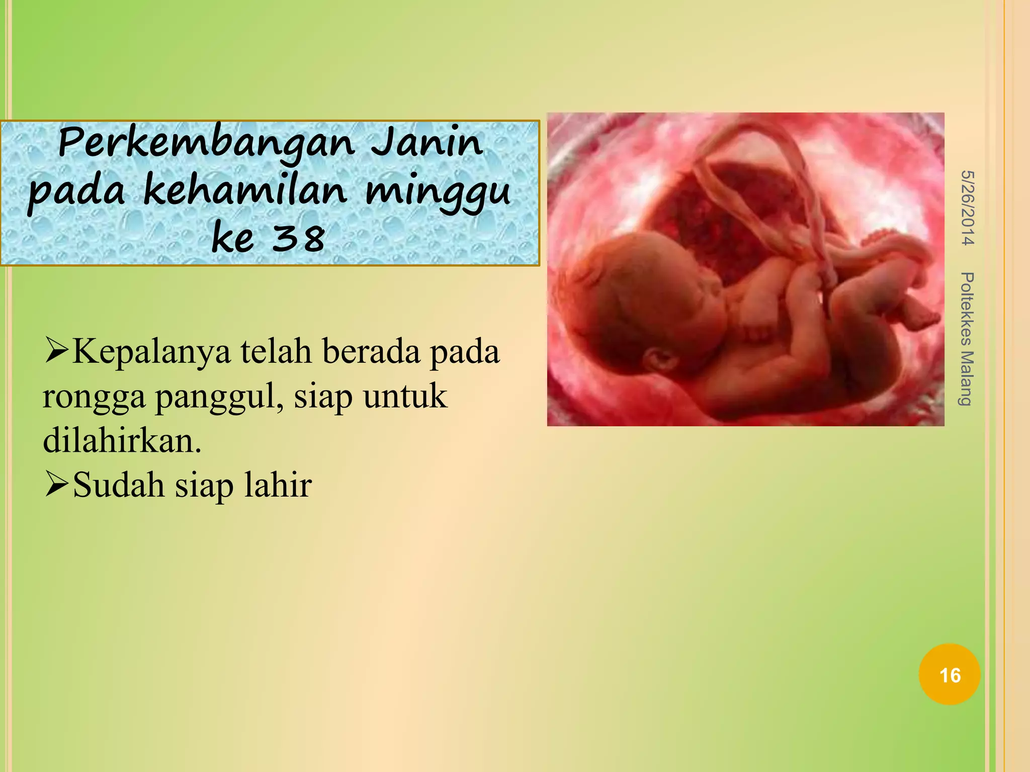 KEHAMILAN DAN PERKEMBANGAN JANIN PPT | PPTX