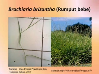 Pengenalan Jenis Rumput dan Legum | PPTX