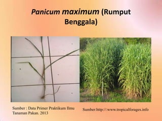 Pengenalan Jenis Rumput dan Legum | PPTX