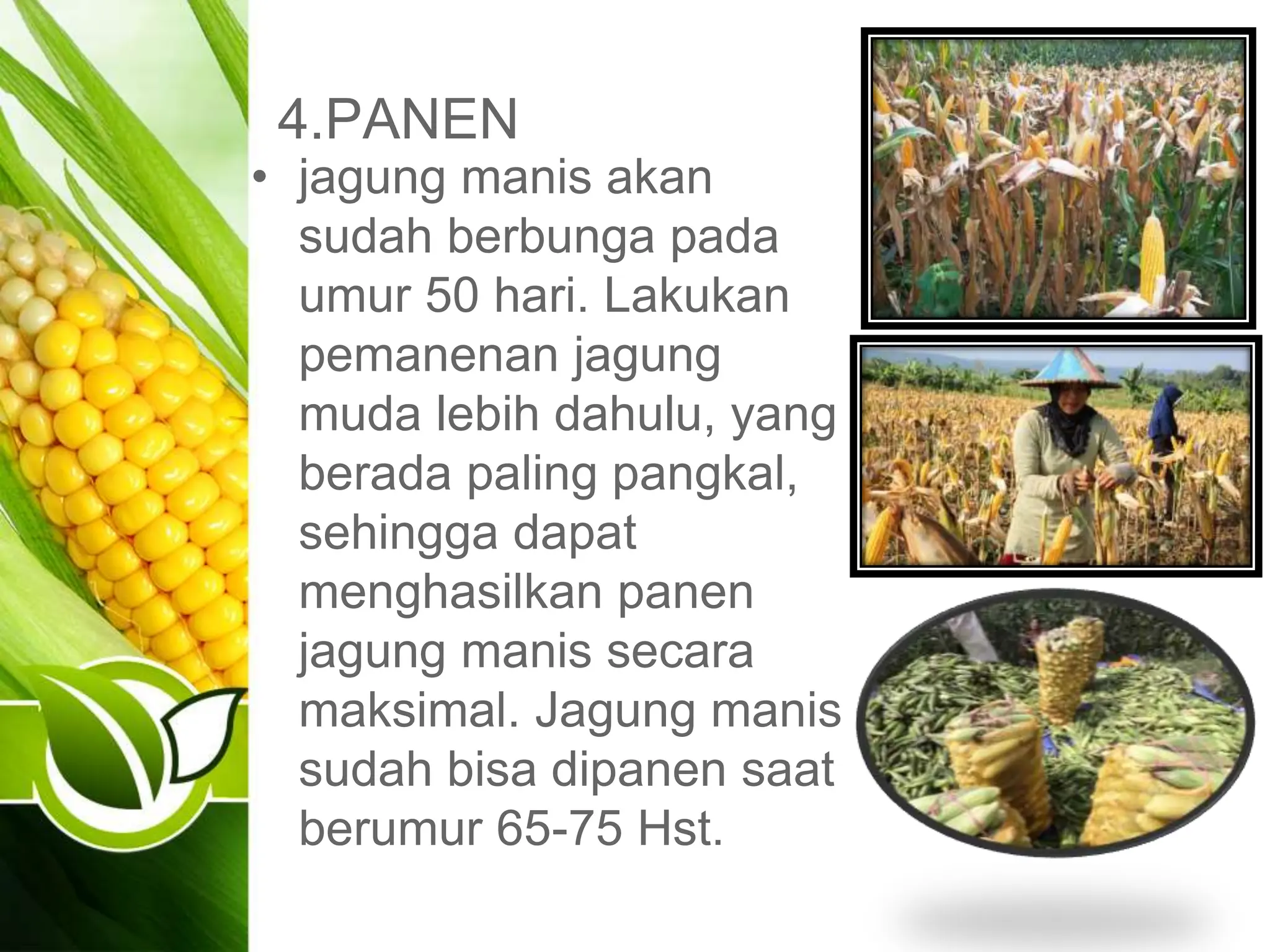ppt budidaya jagung pada tanah sawah yan | PPT