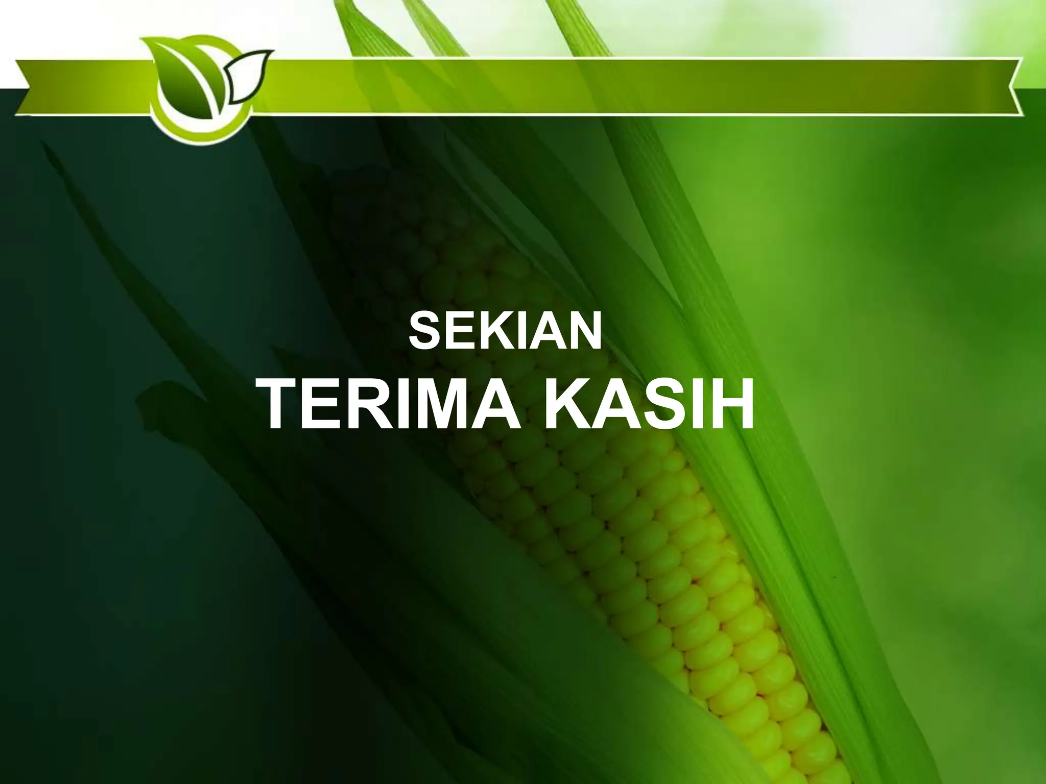 ppt budidaya jagung pada tanah sawah yan | PPT