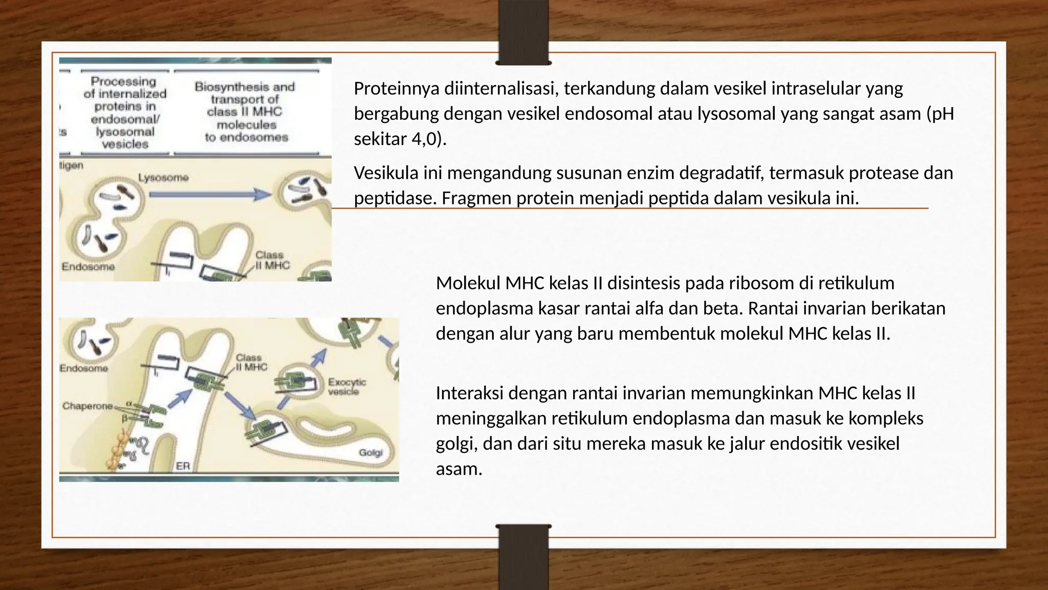 PPT Jalur Eksogen melalui MHC Kelas II..pptx