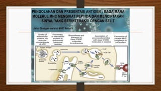 PPT Jalur Eksogen melalui MHC Kelas II..pptx