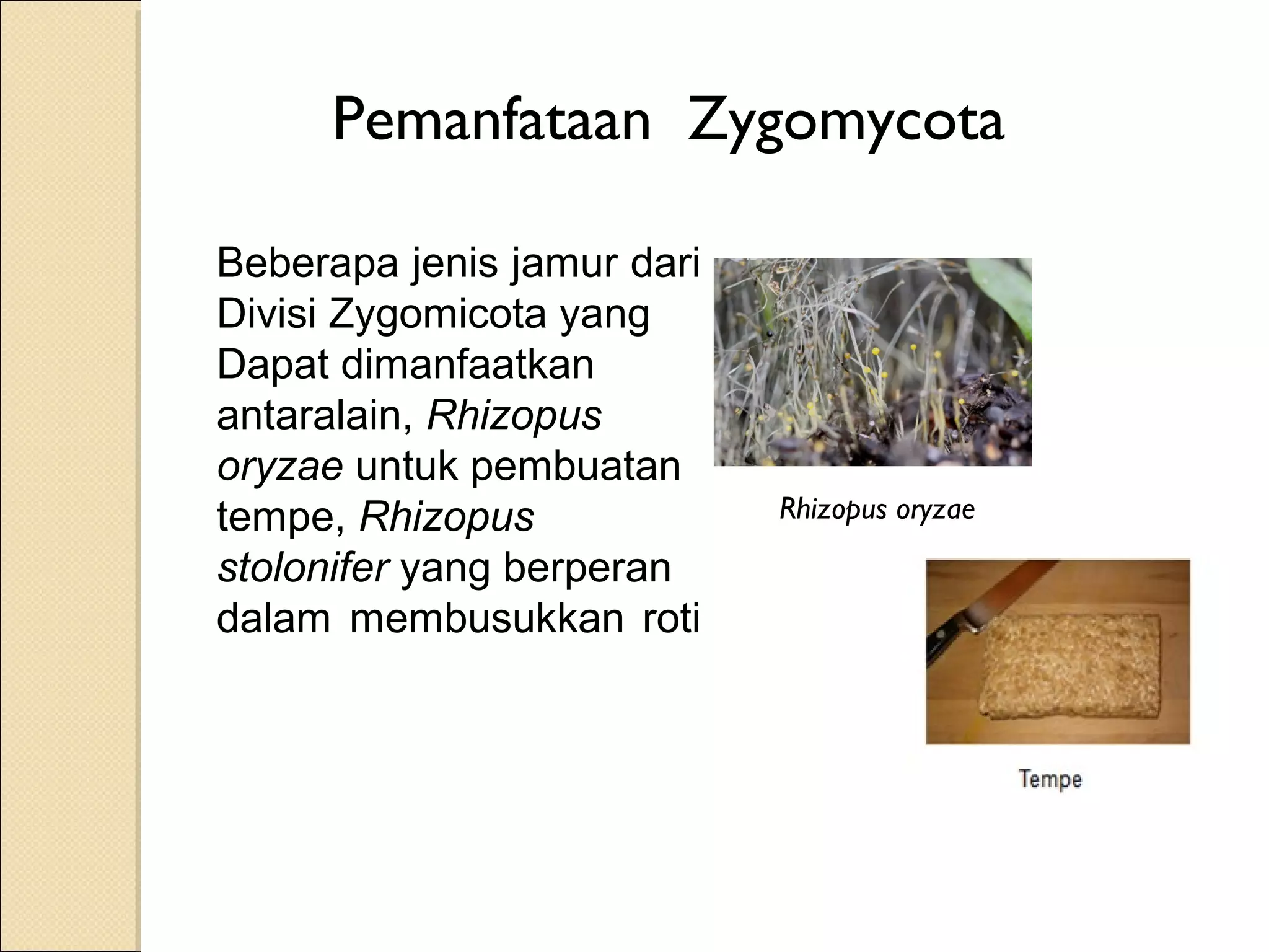 Ppt jamur | PPT