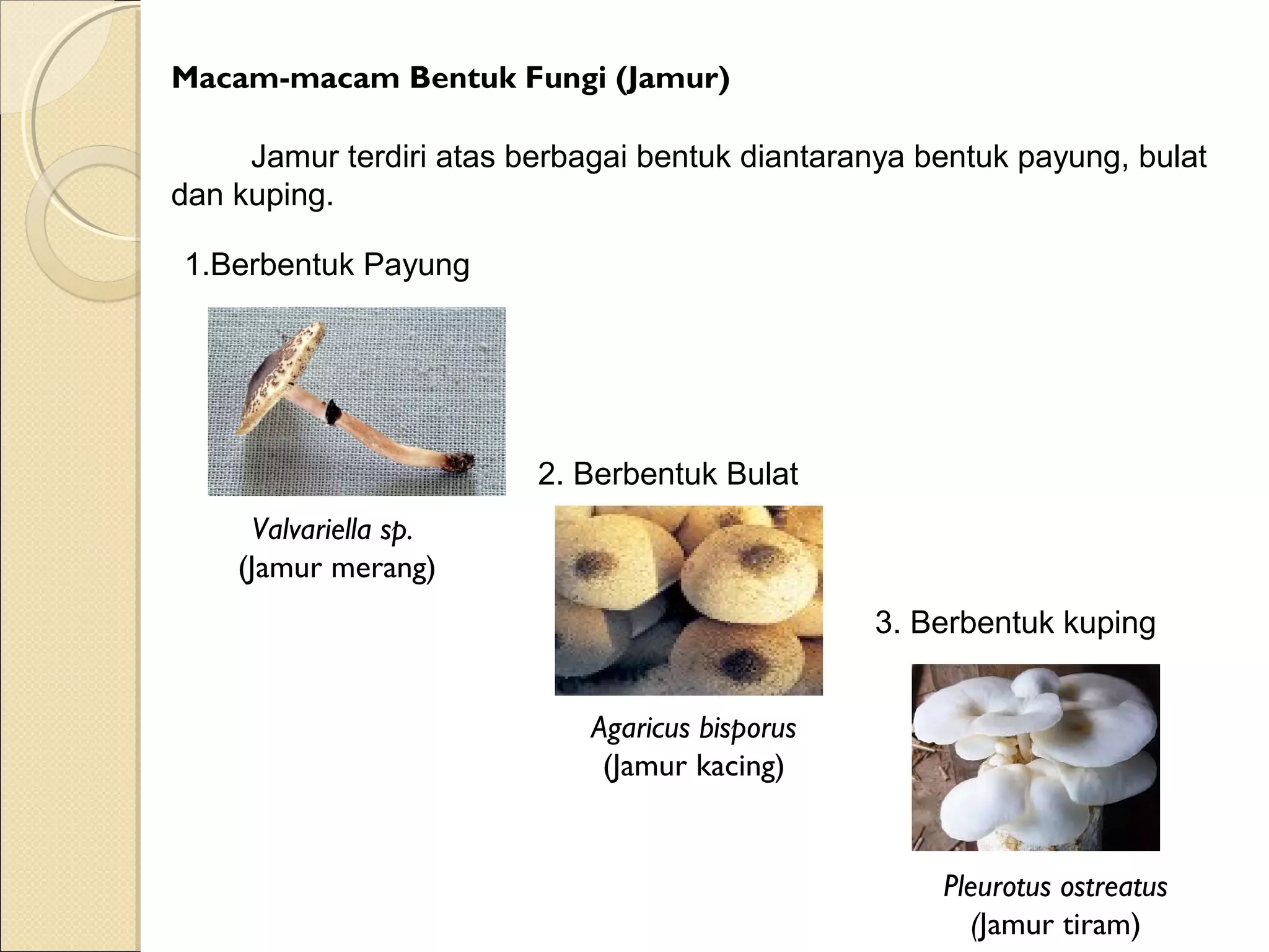 Ppt jamur | PPT