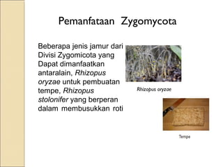 Ppt jamur | PPT