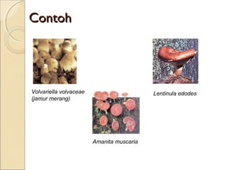 Ppt jamur | PPT